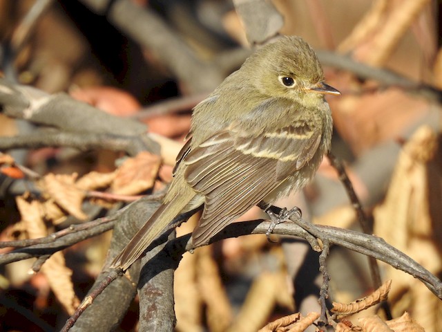 Jersey Birder: December 2016