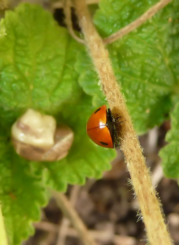 ...COQUELICOTS, COQUILLAGES...et BELLES PAGES !: Les coccinelles posent ...
