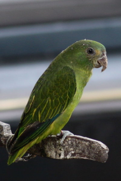 Mike is the name Birding is the game ( Birding in Malaysia - Malaysian ...