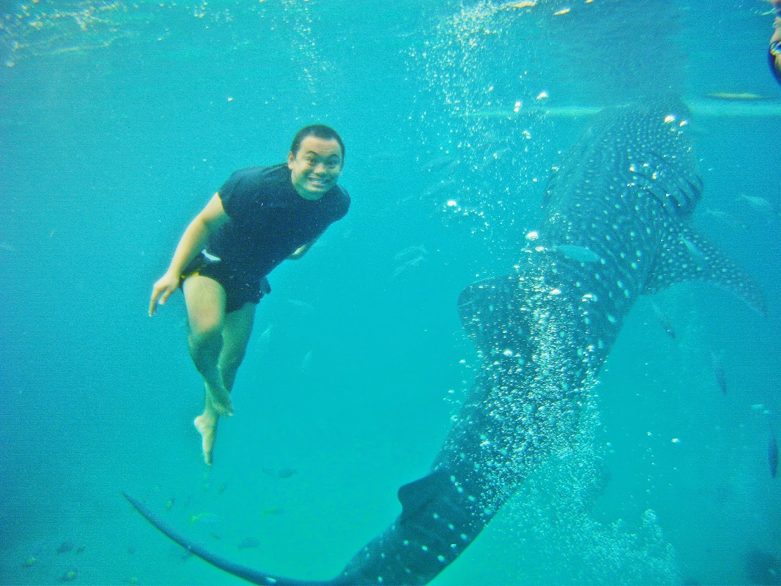 cOyxXx: Meek Giants Under the Sea: Whale Shark Encounter in Oslob, Cebu