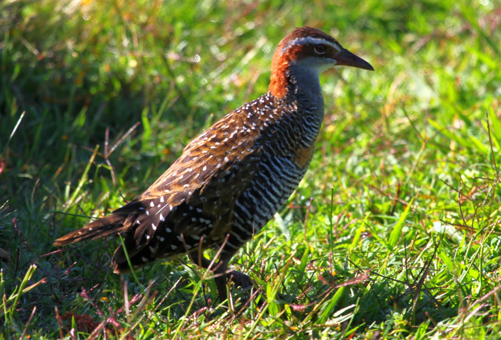 Richard Waring's Birds of Australia: Buff-banded Rail close encounter