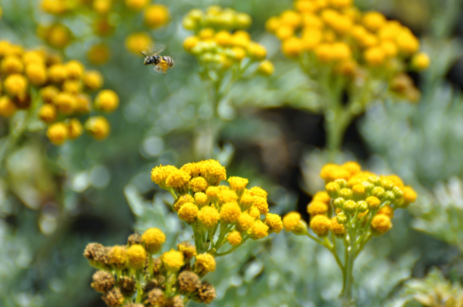 Mother Nature's Backyard - A Water-wise Garden: Plant of the Month ...