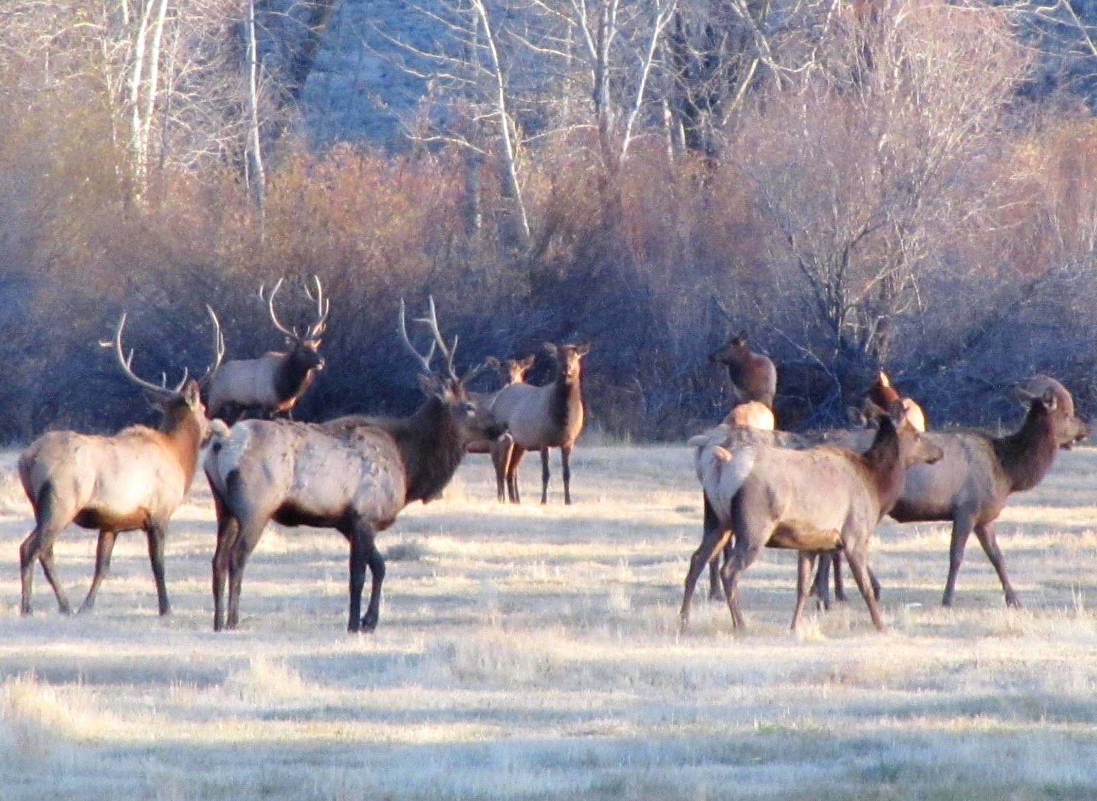 Keeping Focused: Gang of Elk
