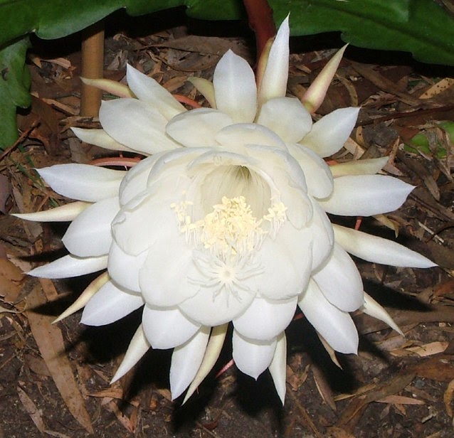 rare flowers/useful plants: Wijayakusuma