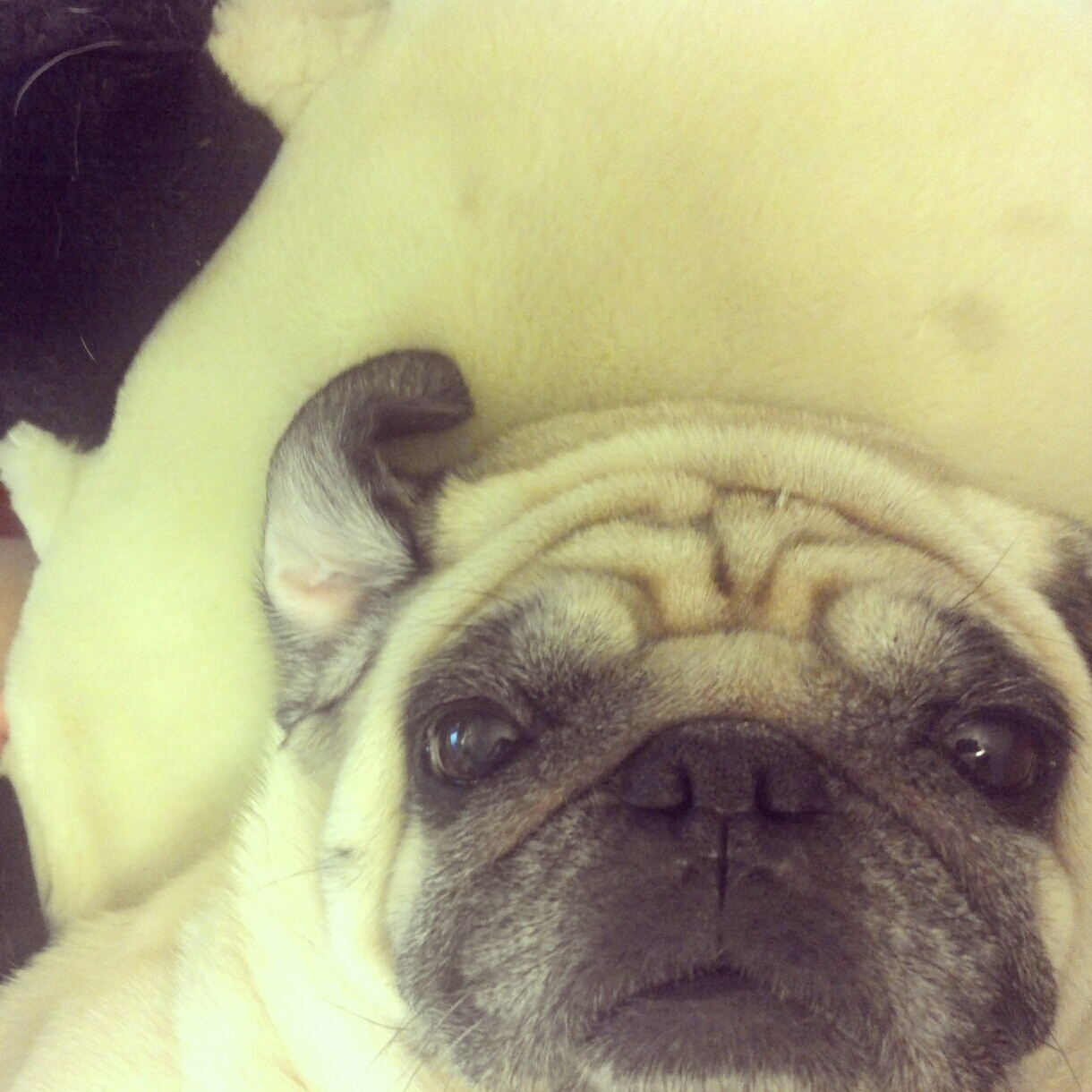 Lil Smug Pug: Internet Madness, Pug Photos, and New Harness - Yippee!