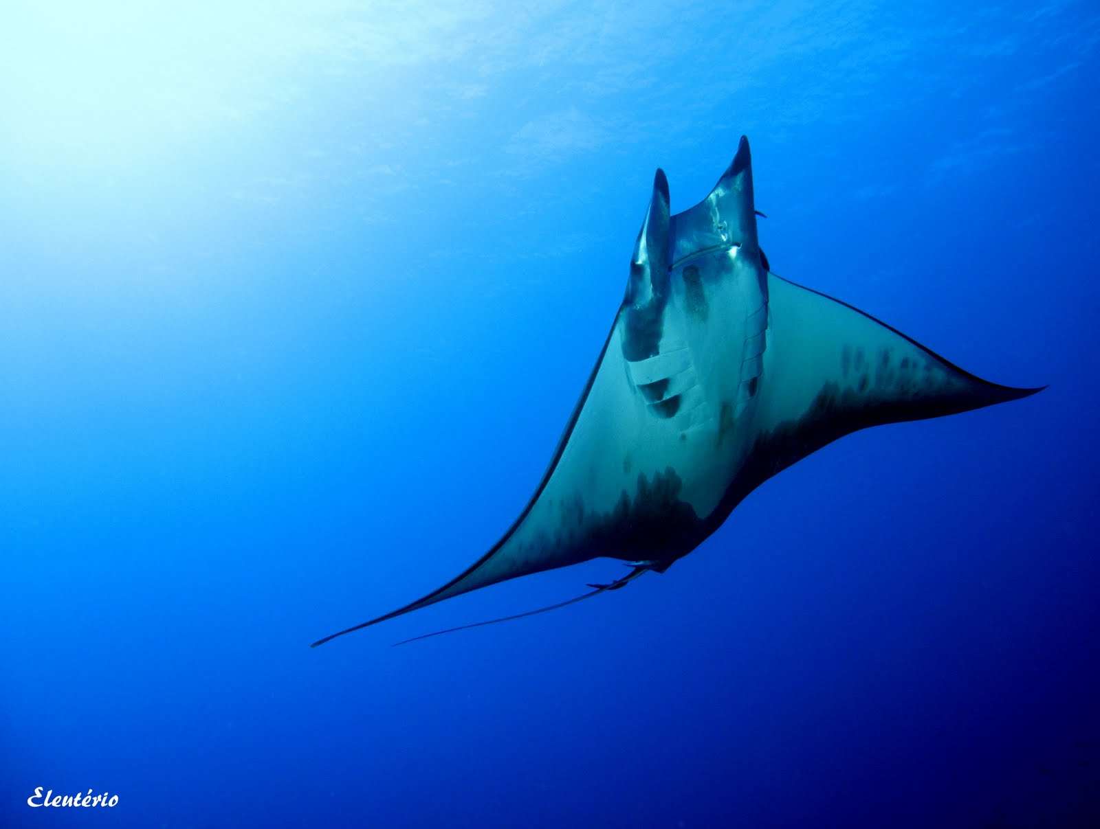 Açordiving - Dive Centre: Jamanta nos Lourenços