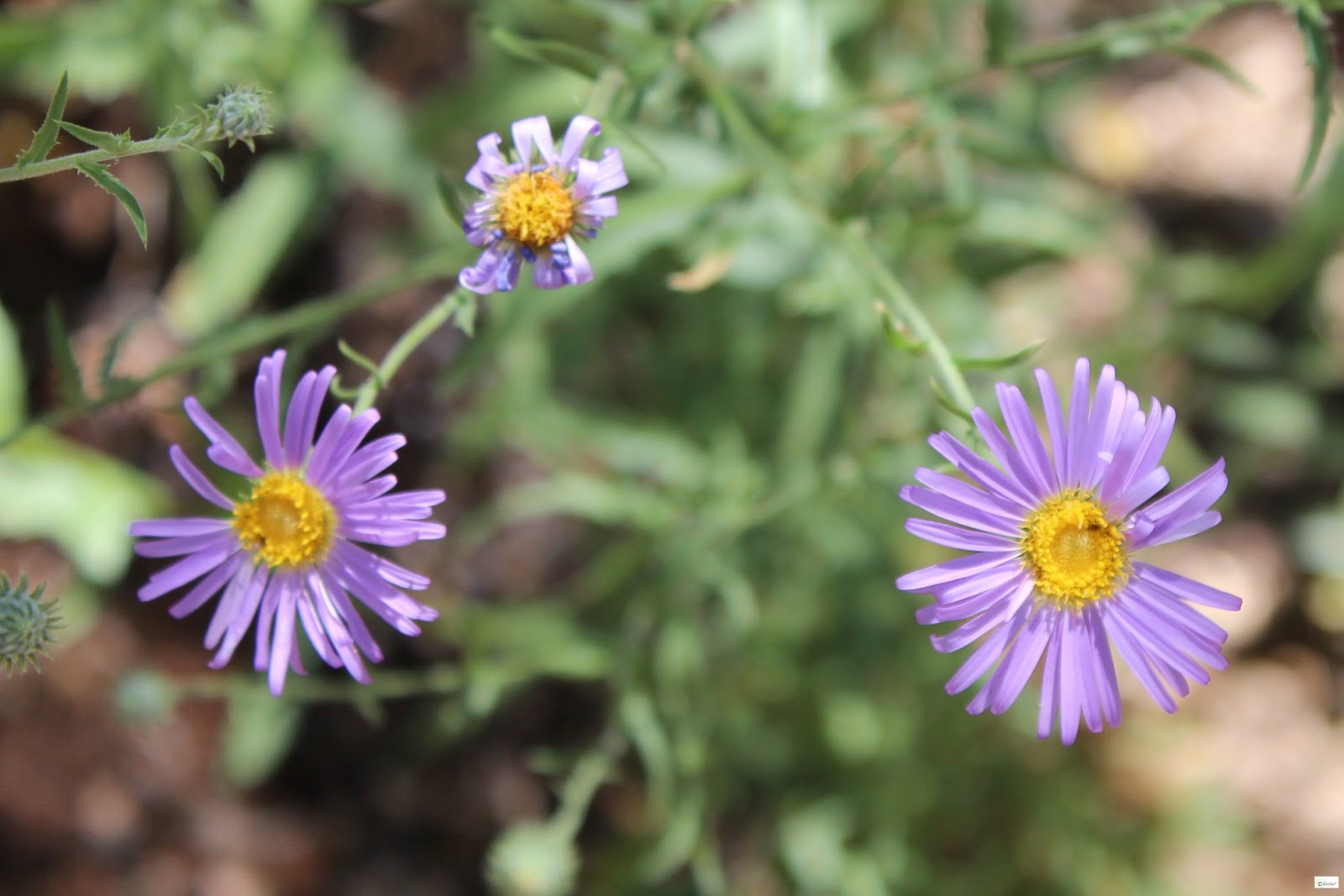 Wildflower Loop Trail, Desert Botanical Garden, Arizona | Caravan Sonnet