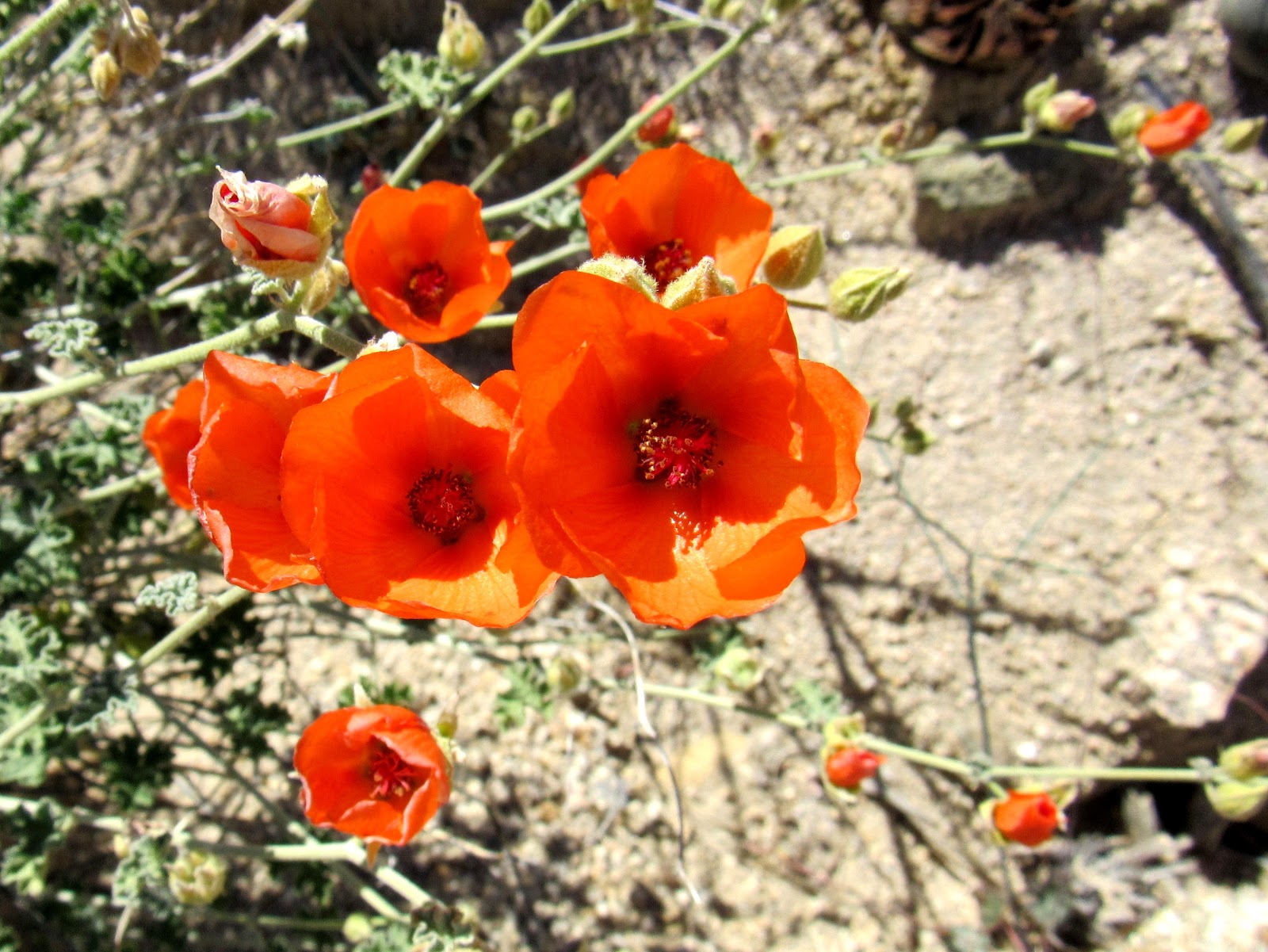 Plant Profile: Apricot Globe Mallow (Sphaeralcea ambigua)