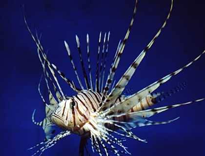 Pez escorpión y Rockfish o pez roca | Naturaleza asombrosa, maravillas ...