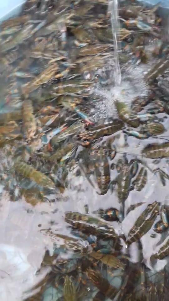 PEMBEKAL BENIH UDANG KARA (LOBSTER) KETUTU KELI TILAPIA HARUAN : KURSUS ...