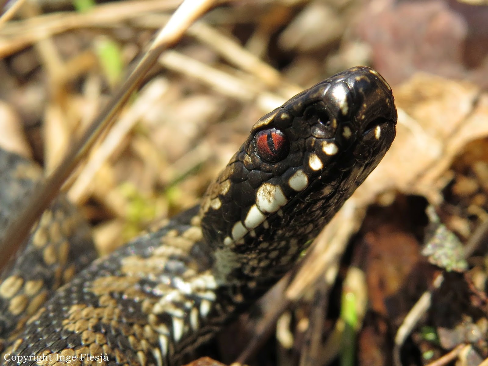 NaturFotoz: Hoggorm (Vipera berus). Voksen hann, Iveland, Aust-Agder 21 ...