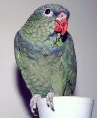 aves: loro de pico rojo