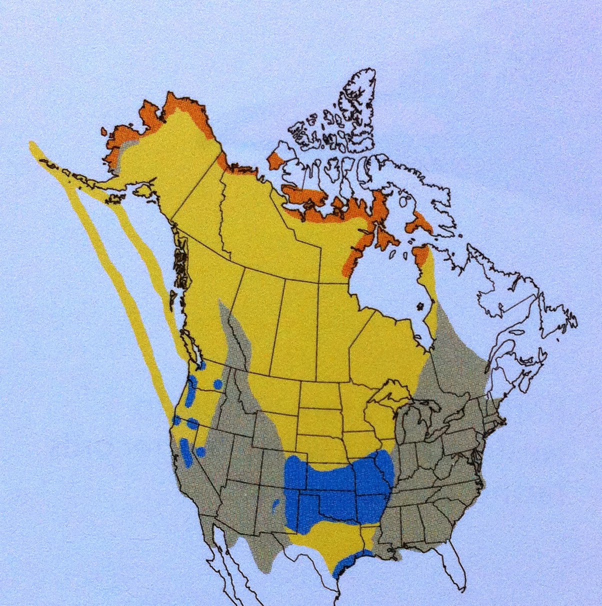 Arcticory...: THE SIBLEY GUIDE TO BIRDS, 2ND EDITION