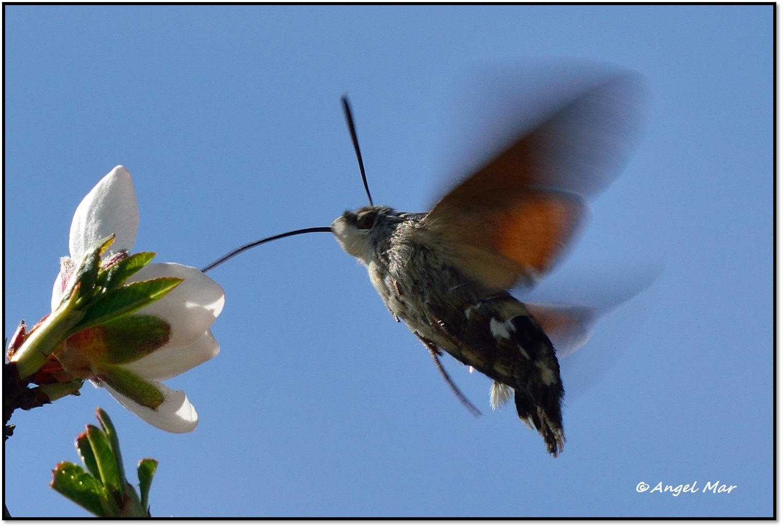 Butterflies and Dragonflies: Macroglossum stellatarum (Polilla Esfinge ...