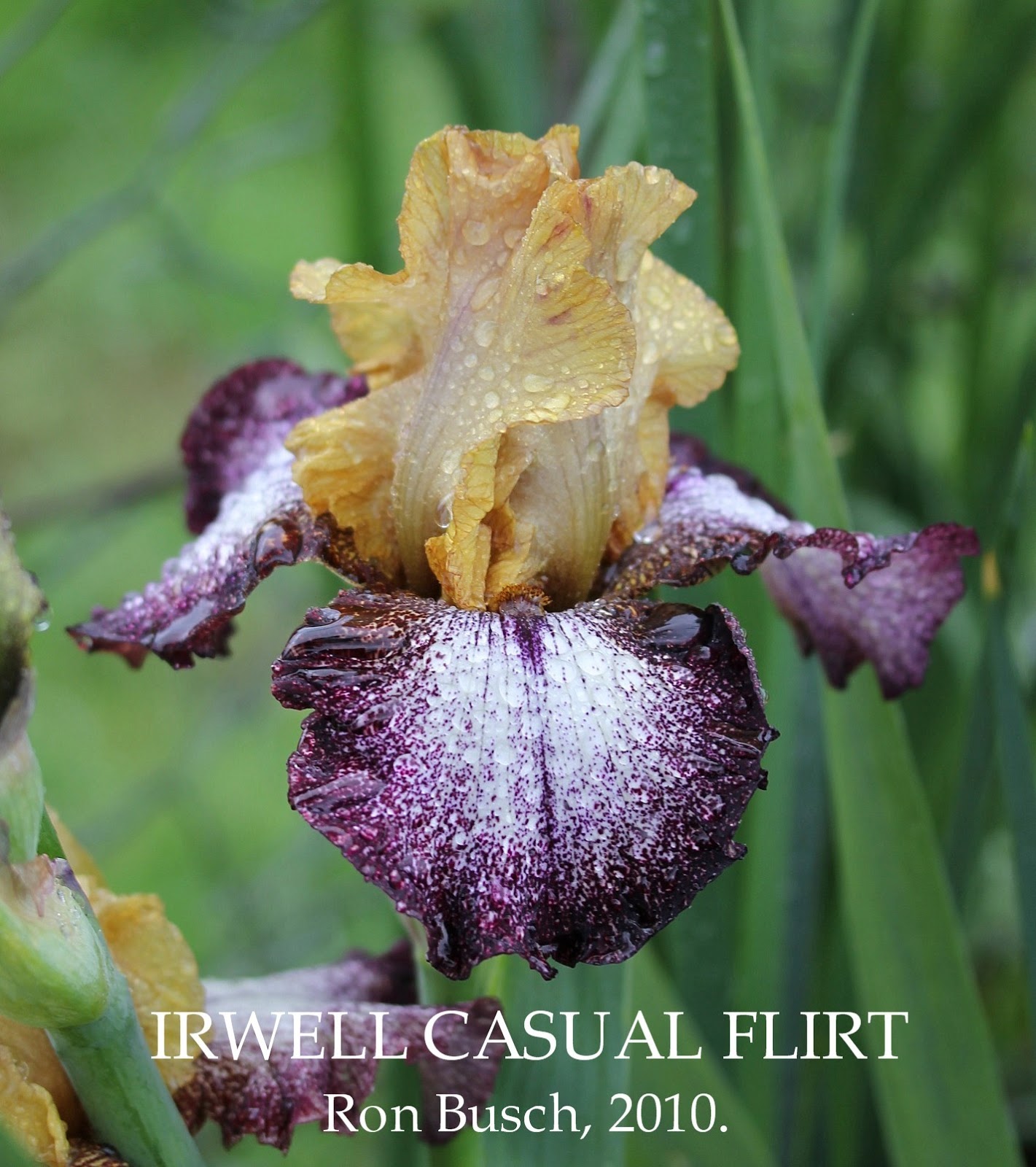 HERITAGE IRISES