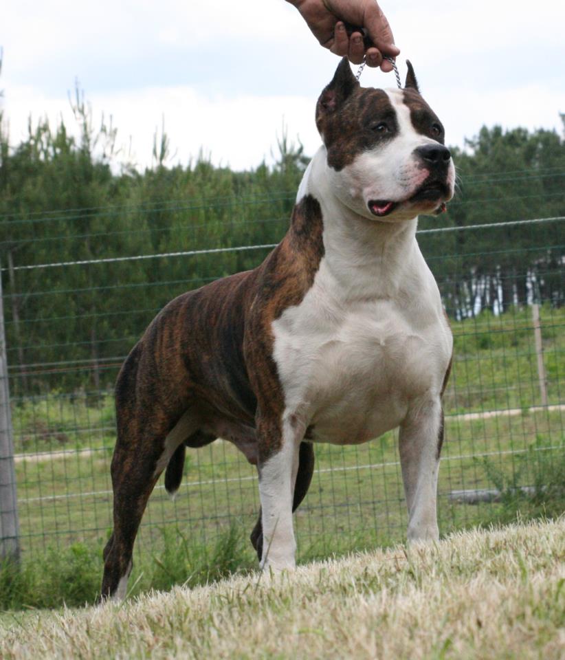 American Staffordshire Terrier: Standard A.S.T