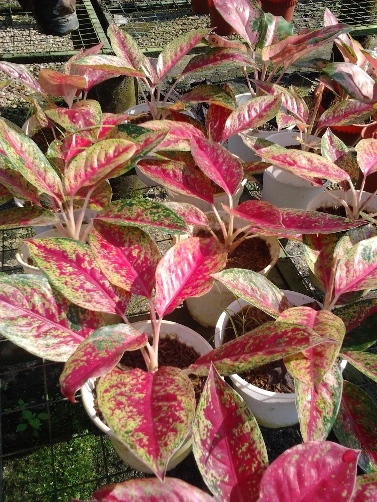 Welcome To: Pokok Bunga