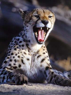 Cheetah Cupcake Ideas | Cake Recipes