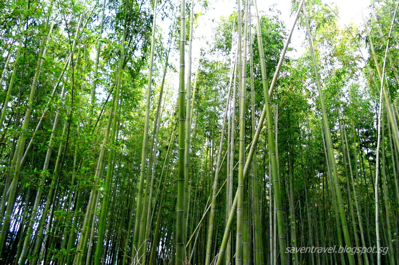 Save & Travel: Japan Golden Week - Kyoto 2/2