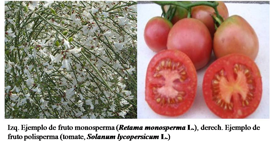 Universo Botánico: Los Frutos I. Definición y Características.