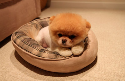 Pas najbolji čovjekov prijatelj: Boo Boo dog