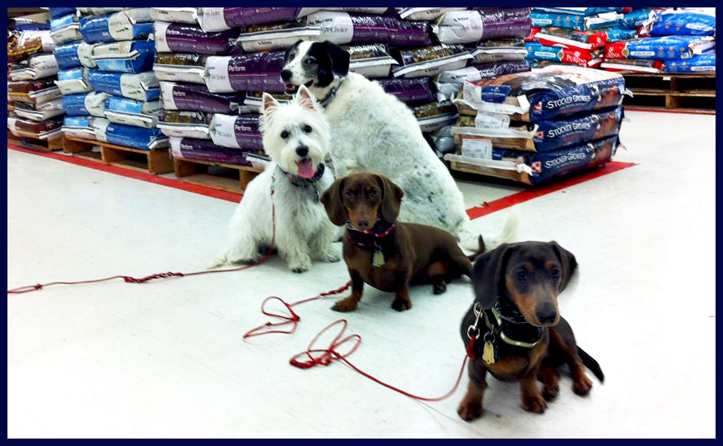 What's that Dog thinking: Team Captain