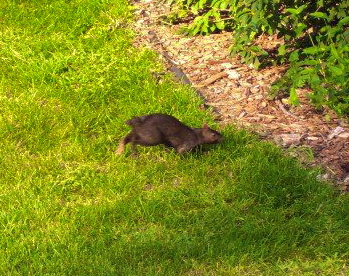 Green Monkey Tales: SQUABBIT