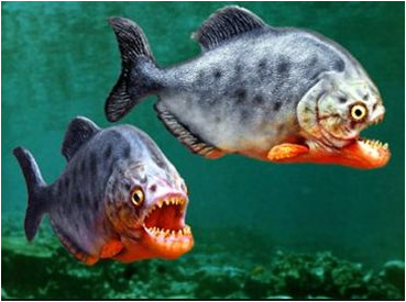 Specieopedia the free Species Encyclopedia: Piranha