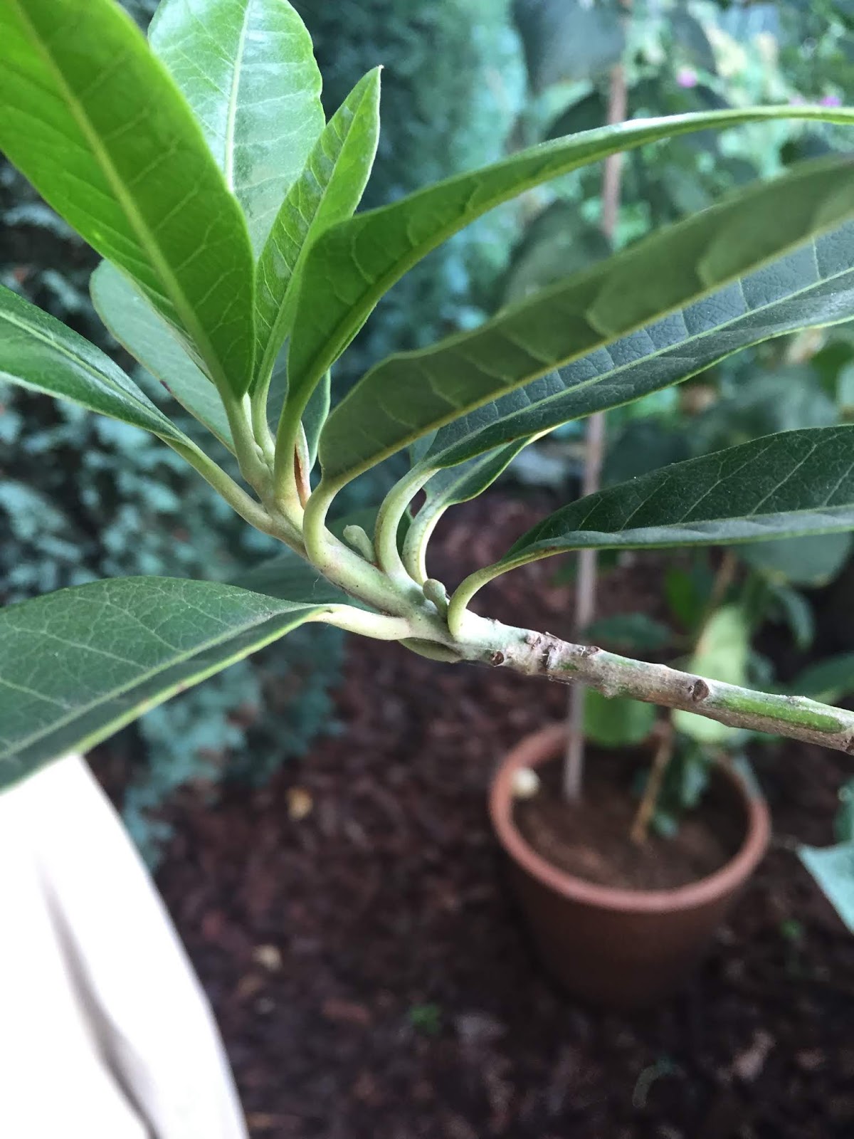 Exotische Pflanzen und Früchte: Lucuma de seda / Pouteria lucuma