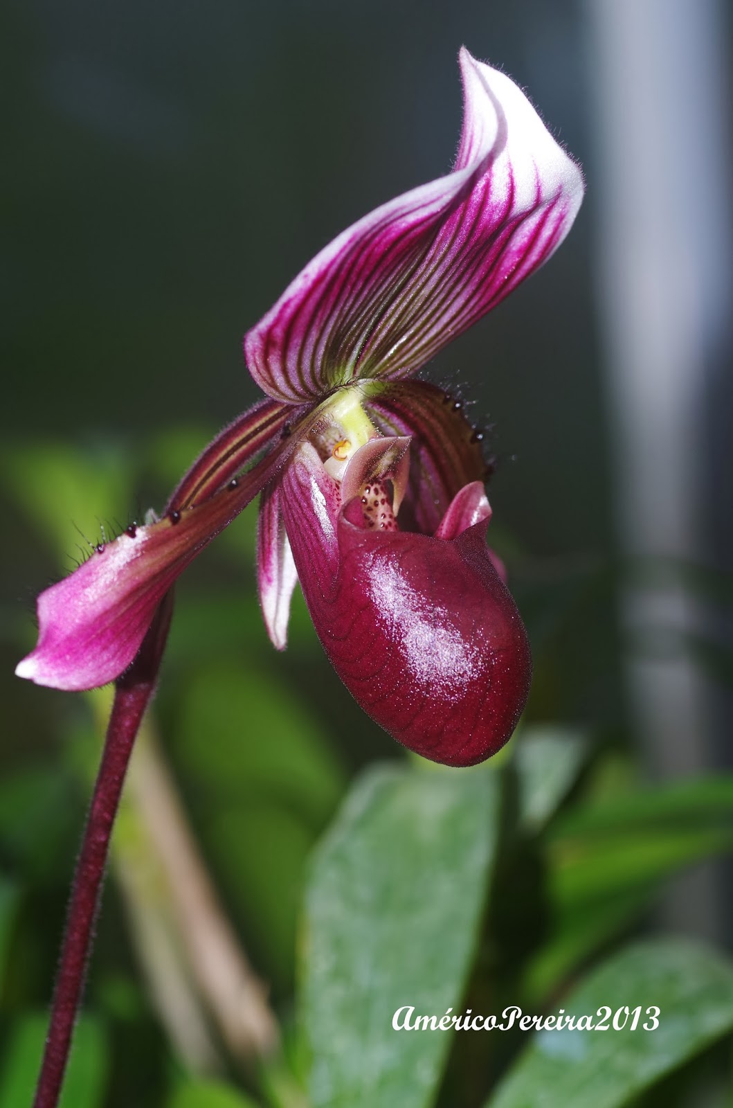 Orquídeas soltas: Paphiopedilum barbatum x callosum 'Jac'