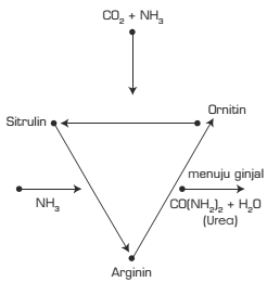 Sistem Ekskresi pada Manusia