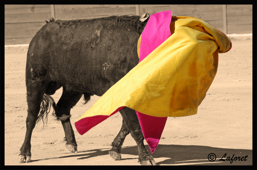 Calasparra Taurina: Blog de fotografía taurina por Laforet: Toros