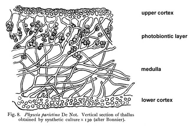 Getallhealthtips: LICHENS