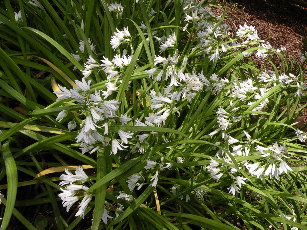 Uruguay's wildlife & Natural sanctuaries - Santuarios naturales & flora ...