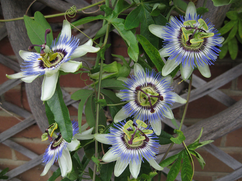 Fichas Botánicas: PASIONARIA (Passiflora caerulea)
