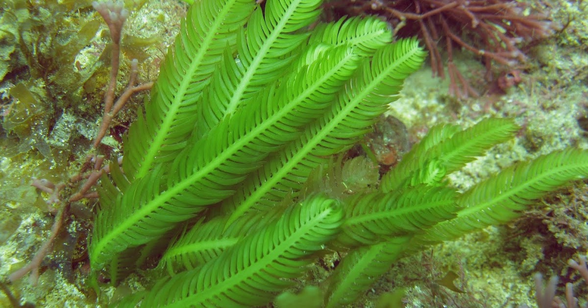 Yacht and Port Agent Montenegro: Mediterranean invasive algae ...