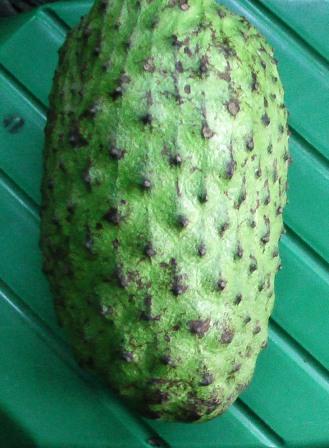 Gedang Segar Indonesia: Ready Stock Sirsat Murah