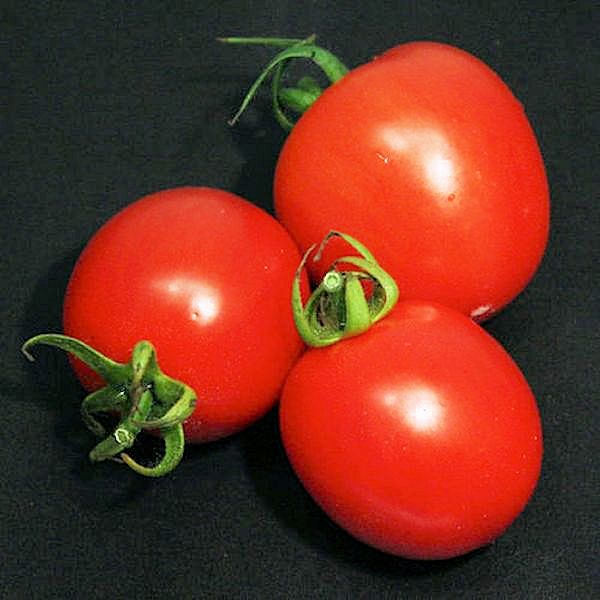 A GUIDE TO NORTHEASTERN GARDENING: This Month in the Garden: Proven ...