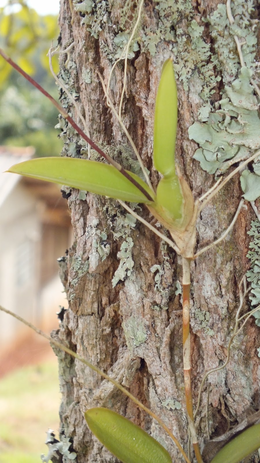 Orquideaterapia: Rodriguezya decora var. alba