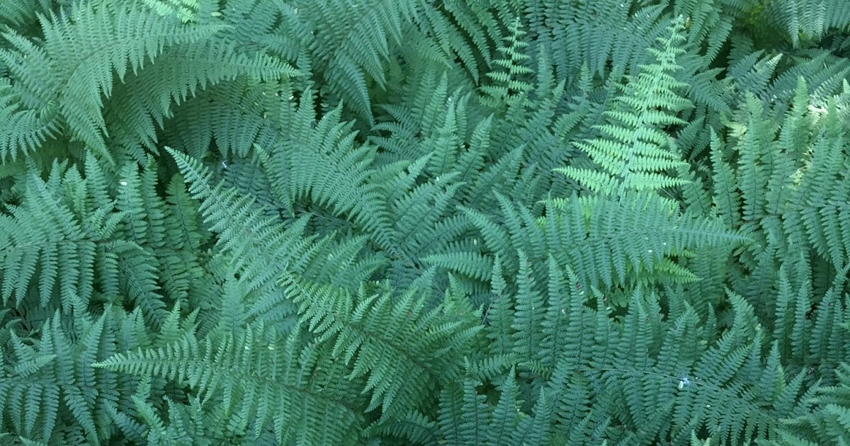 Content in a Cottage: The Loveliest Fern Garden