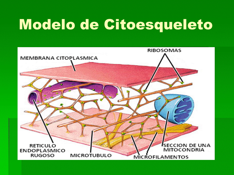 V47 El Citoesqueleto