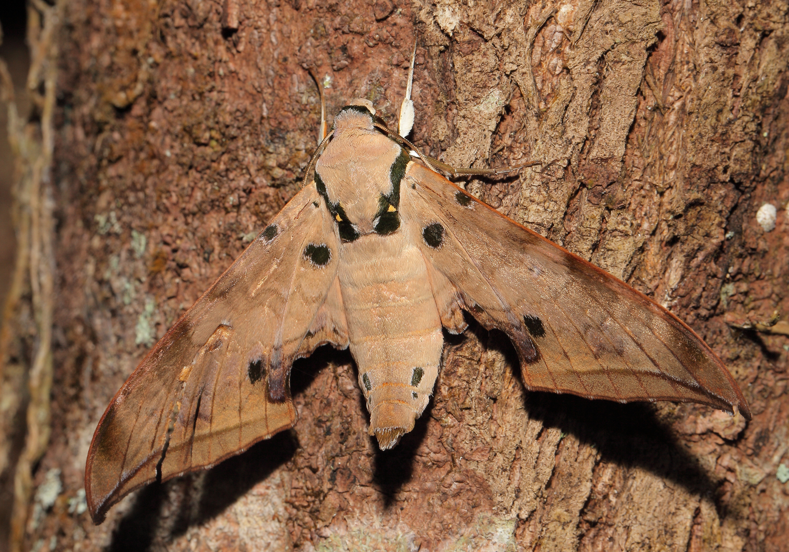 BunyipCo: A Few Nice Moths