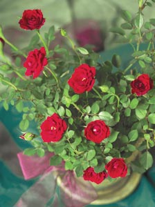 FLOWER SHOP: Miniature roses pictures.