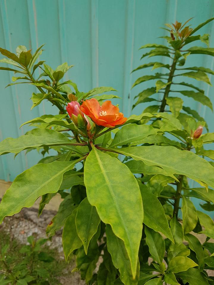 LI NA HERBS: JARUM TUJUH BILAH CARA TRADISIONAL UNTUK MERAWAT KANSER