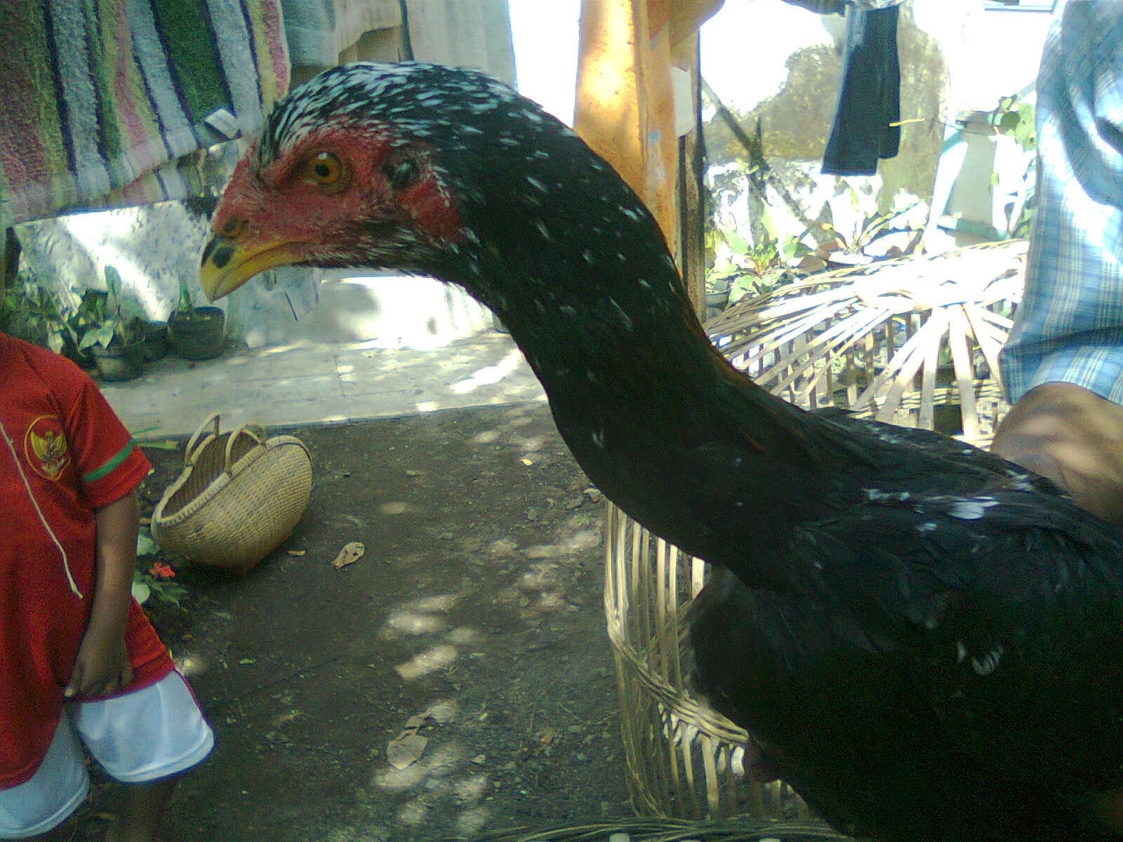 Arema Bk.Farm: Dara tembolok kiri