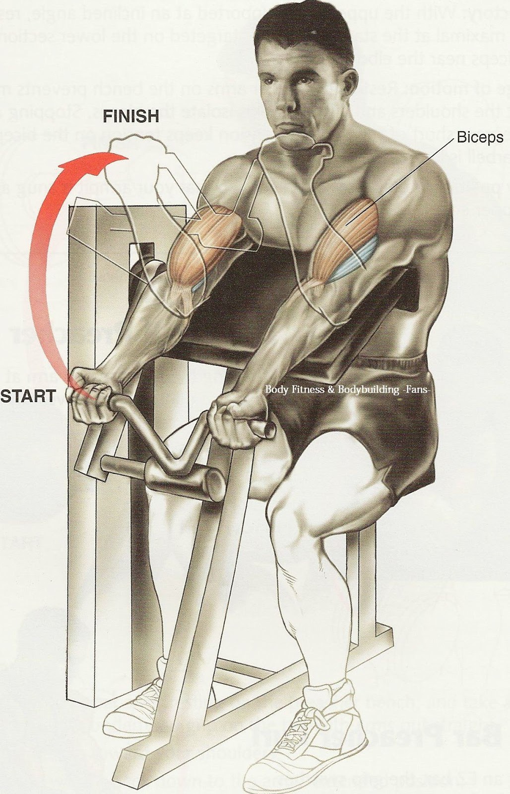 Biceps Workout Tips-Best Workout for Biceps | Bodybuilding and Fitness Zone