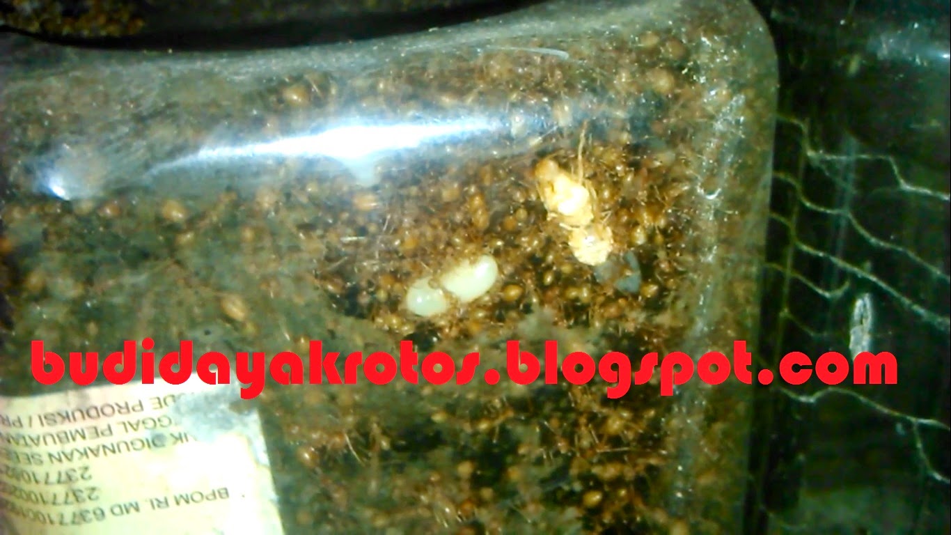 Tahukan Kita Ratu Semut Rangrang Bisa Lahir dari Telur Semut Pekerja ...