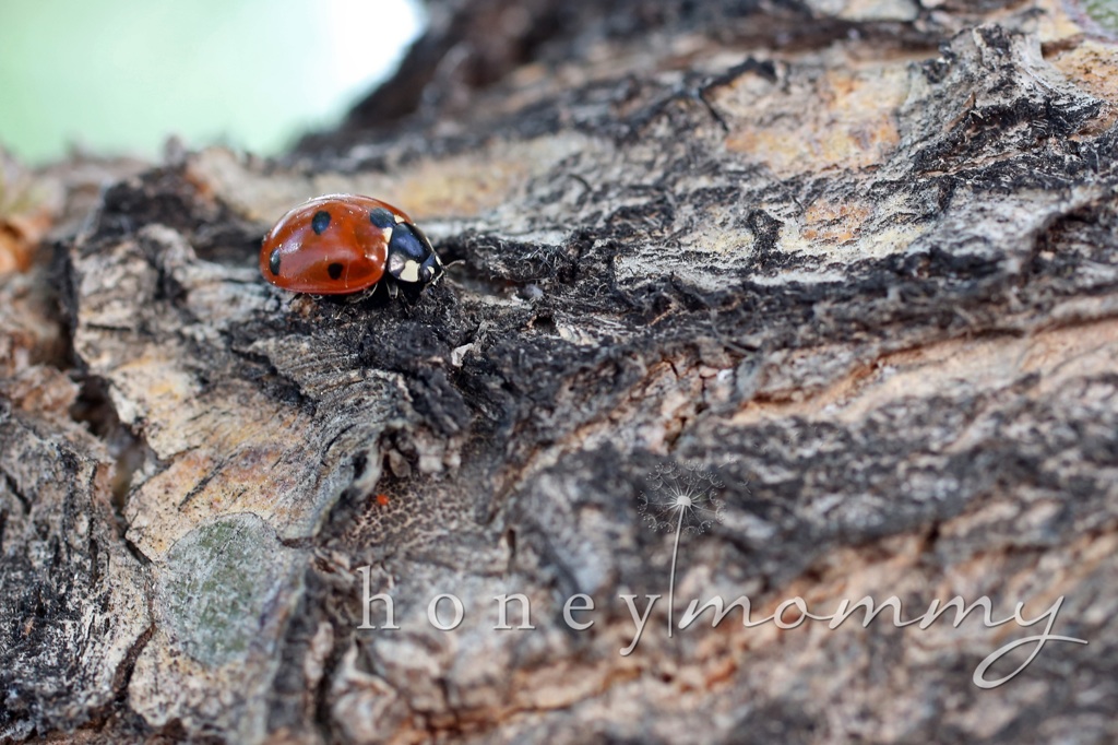 Honey Mommy: The Ladybug Tree ( Lessons on the Lifecycle of a Ladybug)