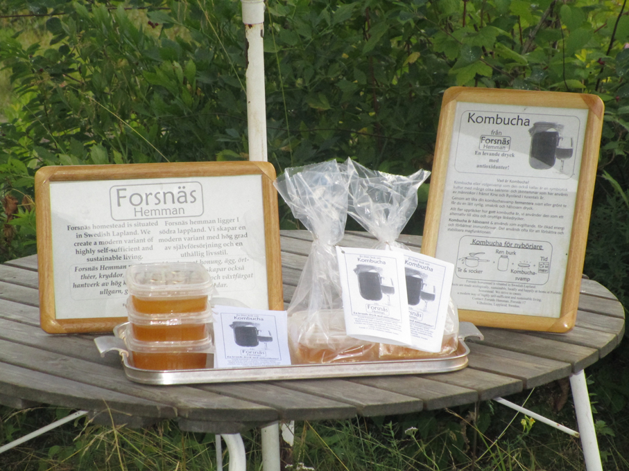 Gör egen kombucha! Scoby svamp till salu, skickas med vanlig post på 1 ...