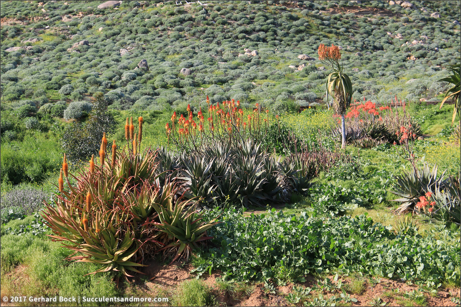 Aloe wonderland at Jurupa Mountains Discovery Center in Southern California